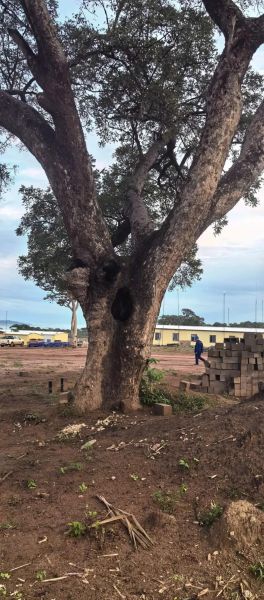 面包树和猴面包树区别_如何一眼分辨-第3张图片-山城妙识