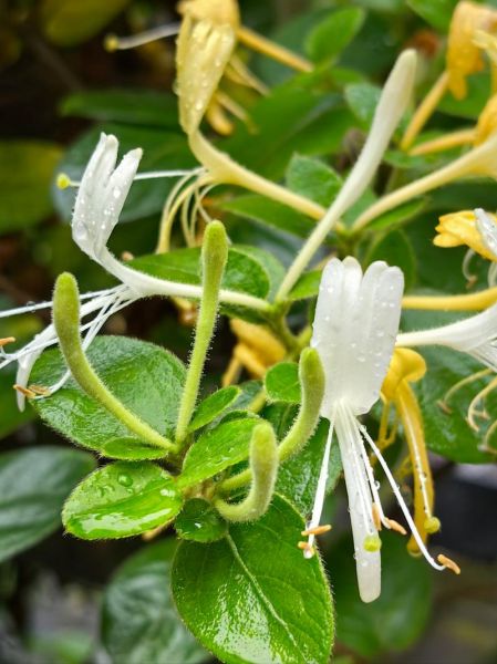 金银花图片高清_金银花长什么样-第1张图片-山城妙识