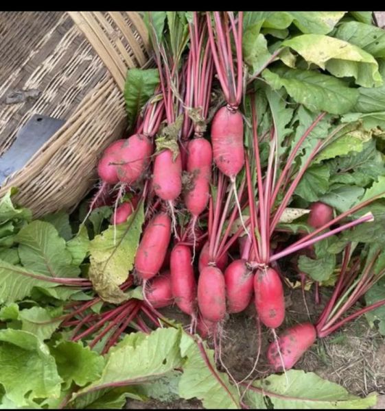 四川泡菜怎么做_正宗泡菜配料有哪些-第3张图片-山城妙识