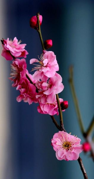 红莓花儿开表达了什么情感_红莓花儿开创作背景-第2张图片-山城妙识