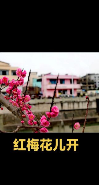 红莓花儿开表达了什么情感_红莓花儿开创作背景-第1张图片-山城妙识