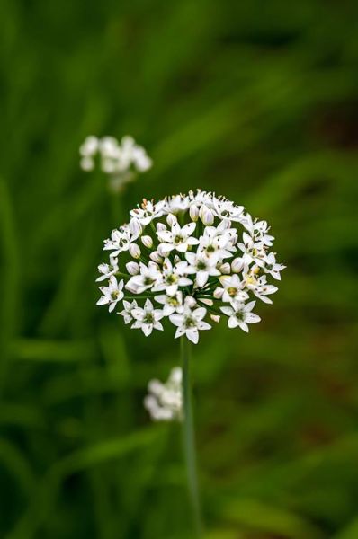 韭菜花吃起来什么味道_韭菜花口感像什么-第1张图片-山城妙识