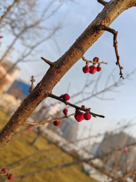 红莓花儿开表达了什么情感_红莓花儿开创作背景-第3张图片-山城妙识