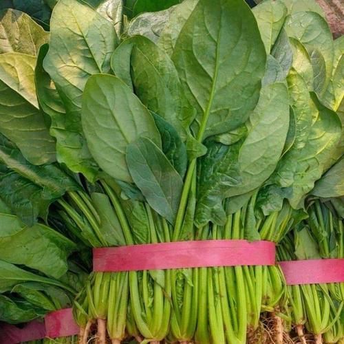 菠菜图片大全大图_如何挑选新鲜菠菜-第3张图片-山城妙识