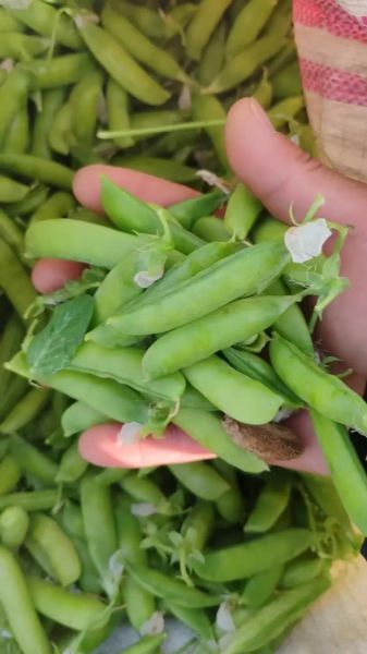 碗豆荚怎么下载_碗豆荚安全吗-第2张图片-山城妙识