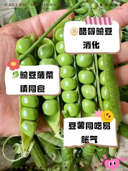 吃豌豆的好处和禁忌_豌豆什么人不能吃-第2张图片-山城妙识