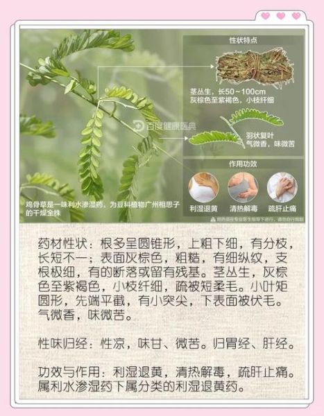 鸡骨草什么人不能吃_鸡骨草禁忌人群-第2张图片-山城妙识