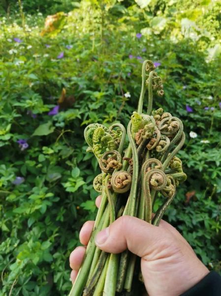 水蕨图片怎么识别_水蕨和铁线蕨区别-第2张图片-山城妙识