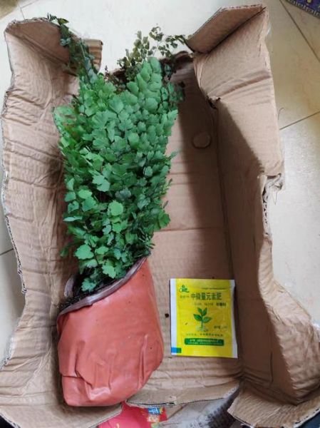 水蕨图片怎么识别_水蕨和铁线蕨区别-第3张图片-山城妙识