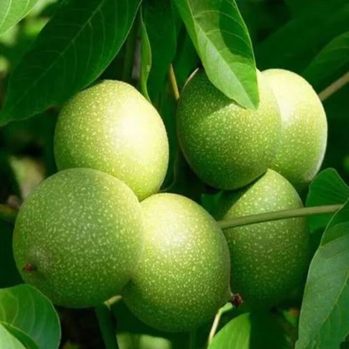 薄皮核桃苗怎么选_薄皮核桃苗价格多少钱一棵-第3张图片-山城妙识