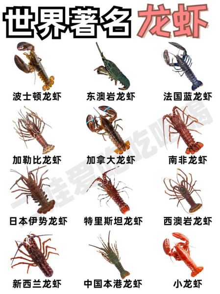 波士顿龙虾哪些部位不能吃_怎么区分有毒部位-第3张图片-山城妙识 波士顿龙虾哪些部位不能吃_怎么区分有毒部位-第3张图片-山城妙识