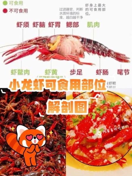 波士顿龙虾哪些部位不能吃_怎么区分有毒部位-第1张图片-山城妙识 波士顿龙虾哪些部位不能吃_怎么区分有毒部位-第1张图片-山城妙识