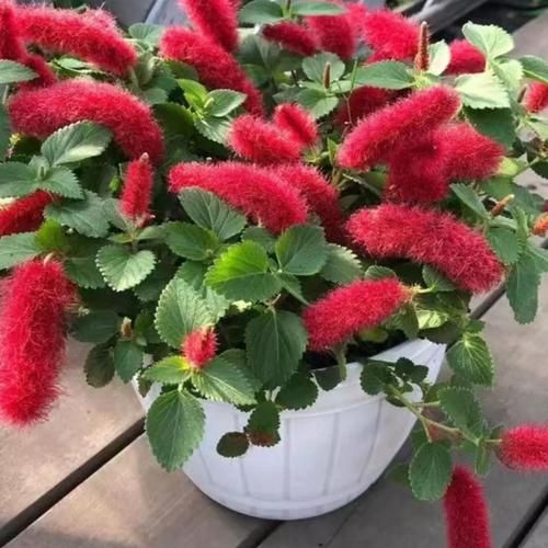 吊兰有毒吗_对猫狗有没有毒-第1张图片-山城妙识 吊兰有毒吗_对猫狗有没有毒-第1张图片-山城妙识