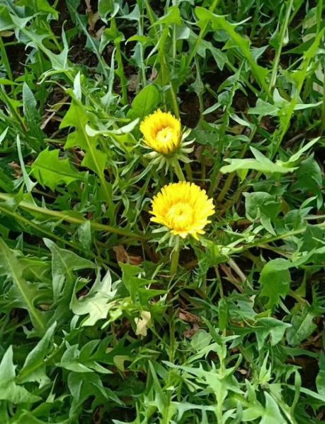 蒲公英根能治什么病_蒲公英根泡水喝的禁忌-第3张图片-山城妙识