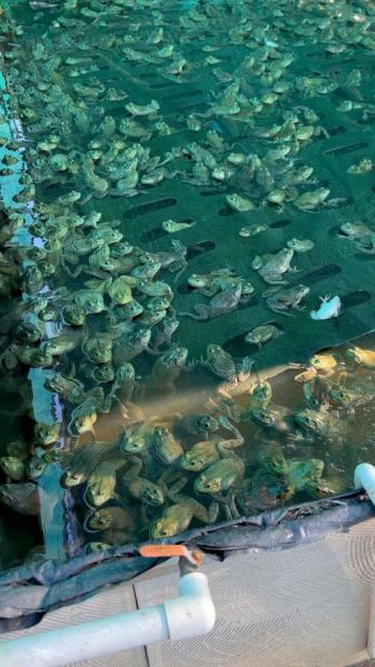 牛蛙养殖场怎么选_牛蛙养殖基地哪家好-第1张图片-山城妙识