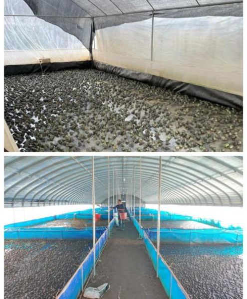 牛蛙养殖场怎么选_牛蛙养殖基地哪家好-第2张图片-山城妙识