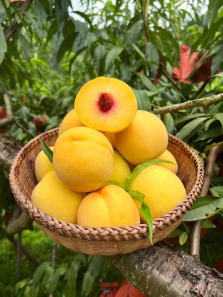 黄桃图片库怎么找_黄桃高清图片下载方法-第3张图片-山城妙识