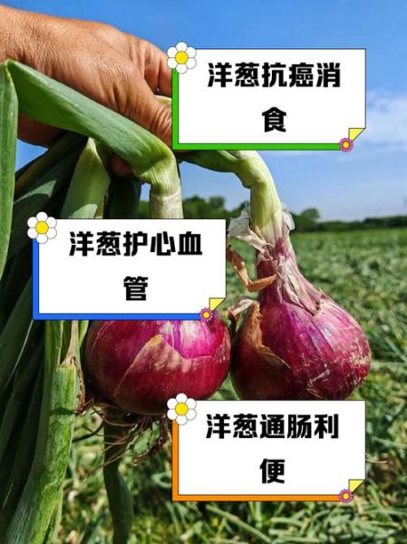 洋葱对男性性功能有好处吗_怎么吃才有效-第2张图片-山城妙识