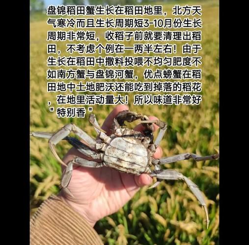 稻田蟹怎么吃_稻田蟹做法大全-第2张图片-山城妙识