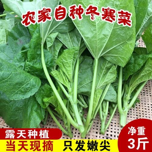 大寒吃什么蔬菜_大寒养生蔬菜推荐-第3张图片-山城妙识