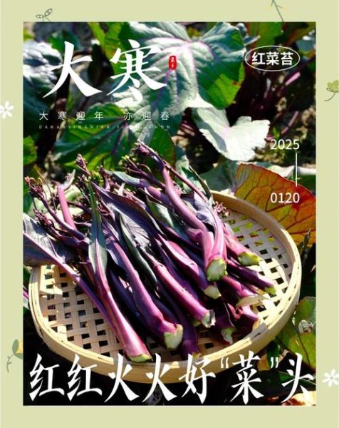 大寒吃什么蔬菜_大寒养生蔬菜推荐-第2张图片-山城妙识