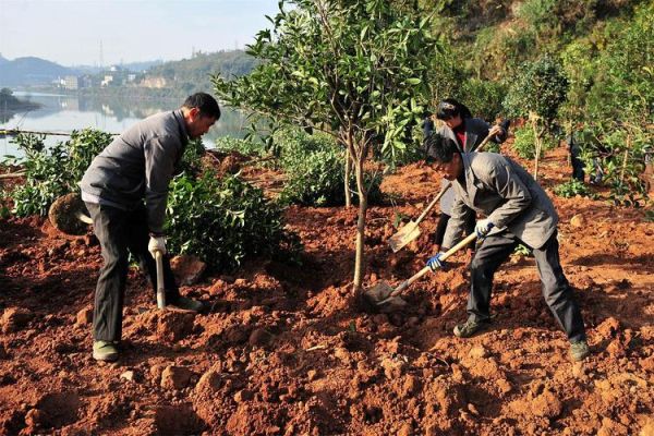 油茶树怎么种植_油茶树管理技术要点-第3张图片-山城妙识