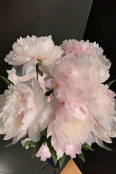 芍药花语是什么_芍药图片高清大图怎么找-第1张图片-山城妙识 芍药花语是什么_芍药图片高清大图怎么找-第1张图片-山城妙识