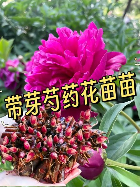 芍药花语是什么_芍药图片高清大图怎么找-第3张图片-山城妙识 芍药花语是什么_芍药图片高清大图怎么找-第3张图片-山城妙识