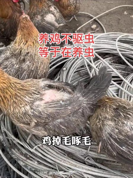 田鸡寄生虫图片_田鸡寄生虫怎么去除-第2张图片-山城妙识