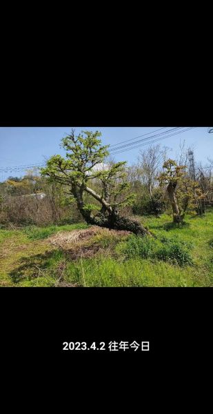 金钱榆树图片_如何辨别真假-第2张图片-山城妙识