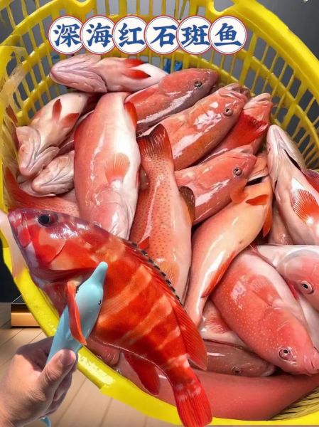 小红斑鱼的营养价值_孕妇能吃小红斑鱼吗-第3张图片-山城妙识 小红斑鱼的营养价值_孕妇能吃小红斑鱼吗-第3张图片-山城妙识
