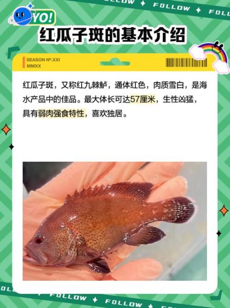 小红斑鱼的营养价值_孕妇能吃小红斑鱼吗-第1张图片-山城妙识 小红斑鱼的营养价值_孕妇能吃小红斑鱼吗-第1张图片-山城妙识