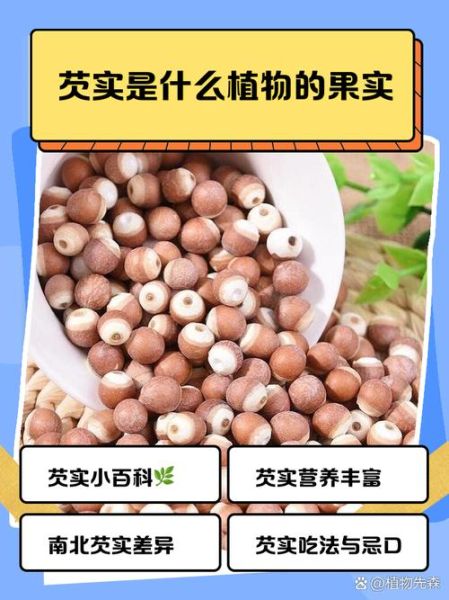 芡实是什么植物的果实_芡实长什么样子-第1张图片-山城妙识