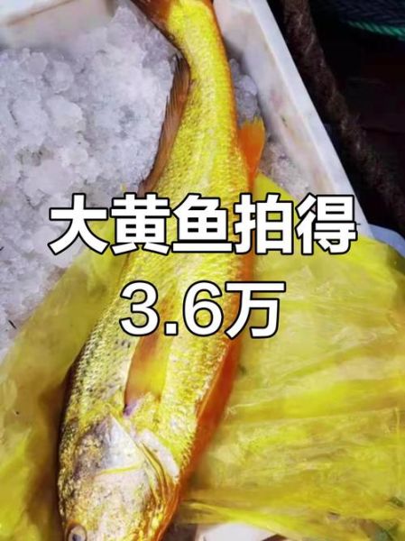 野生黄鱼多少钱一斤_野生大黄鱼价格行情-第1张图片-山城妙识