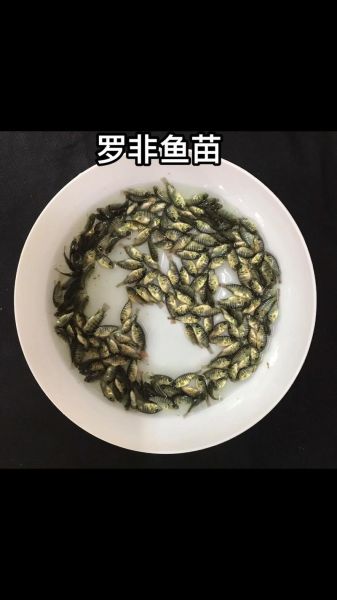 罗非鱼苗批发价格多少钱一斤_2024最新行情-第1张图片-山城妙识