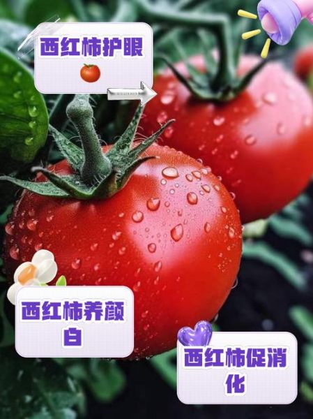 西红柿生吃禁忌_空腹吃西红柿好吗-第2张图片-山城妙识