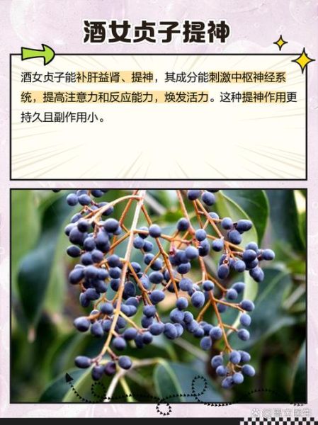 酒女贞子的功效与作用_酒女贞子怎么食用-第2张图片-山城妙识