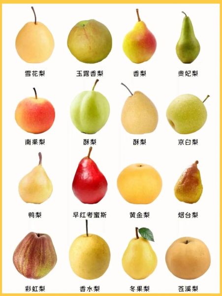 梨的种类有哪些_哪种梨最好吃-第1张图片-山城妙识