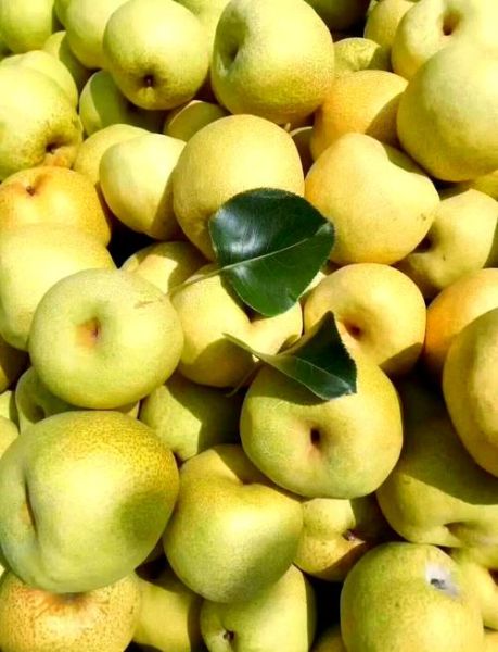 梨的种类有哪些_哪种梨最好吃-第3张图片-山城妙识