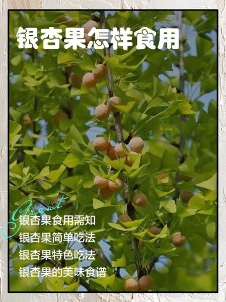 白果熟吃的作用与功效_白果熟吃怎么吃最营养-第3张图片-山城妙识 白果熟吃的作用与功效_白果熟吃怎么吃最营养-第3张图片-山城妙识