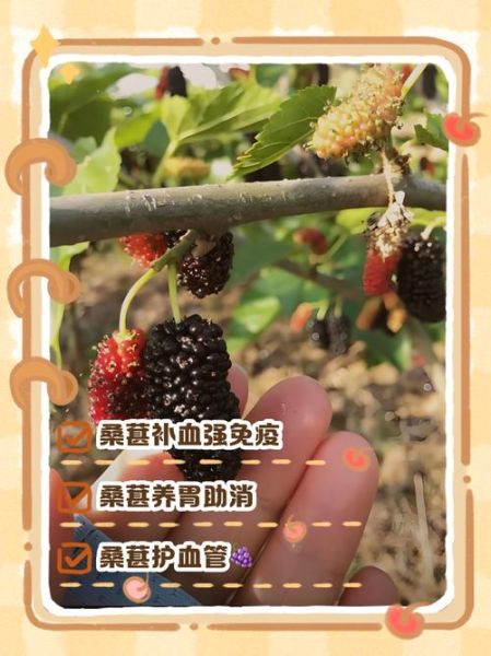 新鲜桑葚的功效与作用_新鲜桑葚怎么吃最好-第1张图片-山城妙识