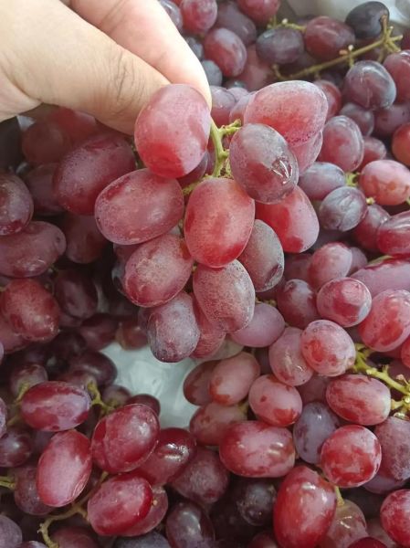 红提热量高吗_红提减肥能吃吗-第2张图片-山城妙识