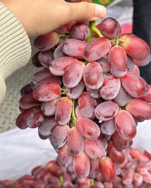 红提热量高吗_红提减肥能吃吗-第3张图片-山城妙识