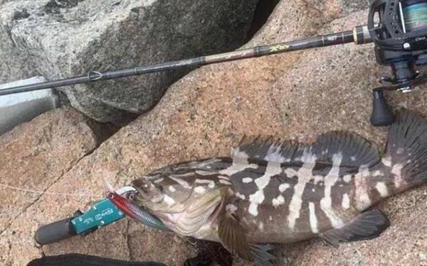 石斑鱼怎么钓_石斑鱼钓法技巧-第2张图片-山城妙识