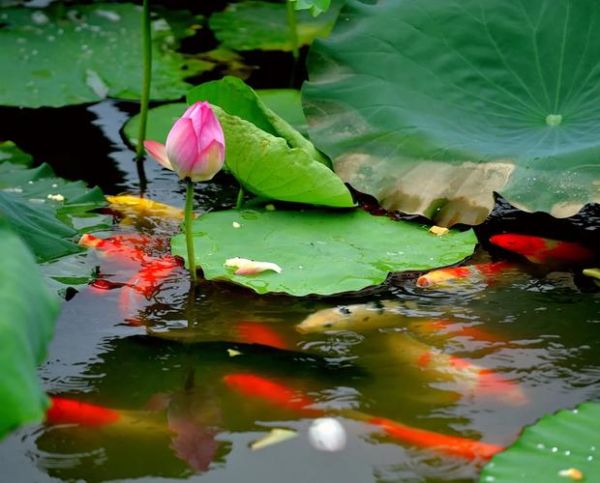 荷花鱼图片大全大图_高清荷花鱼摄影怎么拍-第1张图片-山城妙识