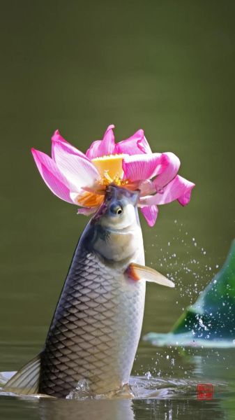 荷花鱼图片大全大图_高清荷花鱼摄影怎么拍-第2张图片-山城妙识