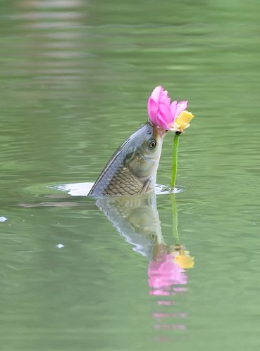 荷花鱼图片大全大图_高清荷花鱼摄影怎么拍-第3张图片-山城妙识