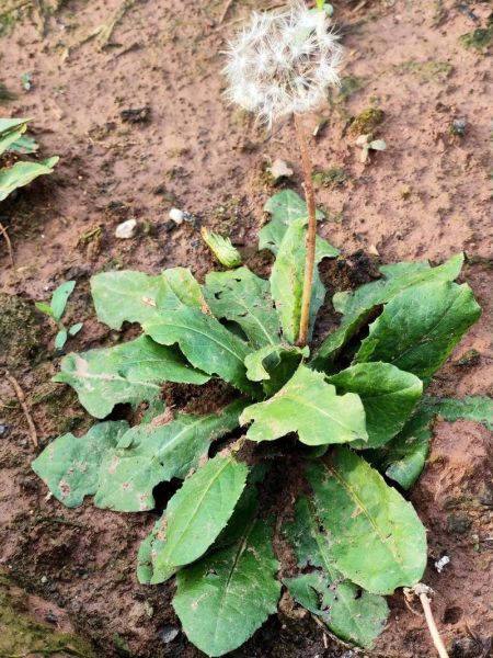 正宗蒲公英图片长什么样_如何辨别真假蒲公英-第2张图片-山城妙识