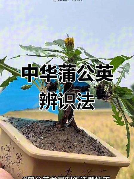 正宗蒲公英图片长什么样_如何辨别真假蒲公英-第3张图片-山城妙识