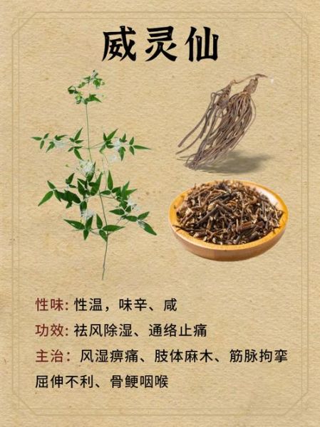 威灵仙有毒吗_威灵仙中毒怎么办-第2张图片-山城妙识